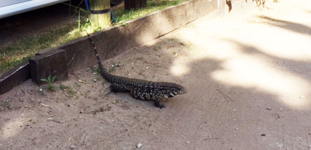Noticias | Por favor, avisen al turista que se olvidó el lagarto en Mar ...